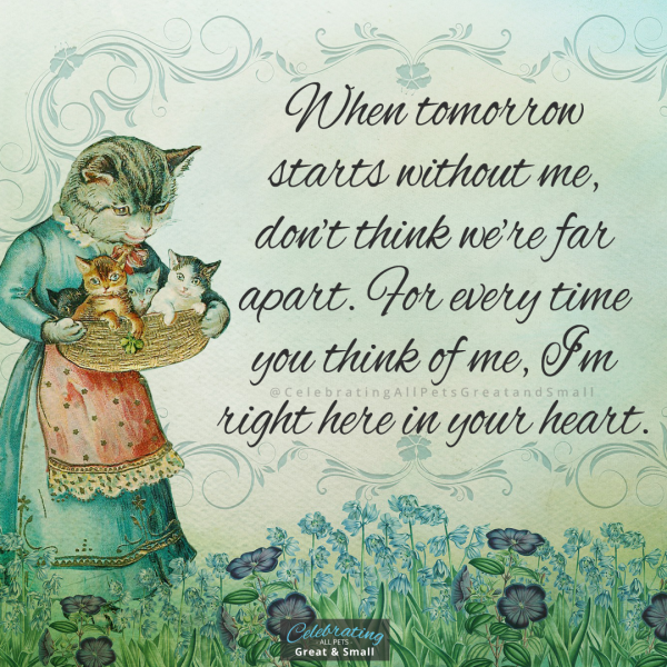 Memorial Pet Memes & Quotes – Silver Creek Glass & Jewelry