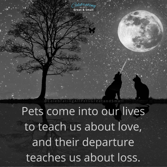 Memorial Pet Memes & Quotes – Silver Creek Glass & Jewelry