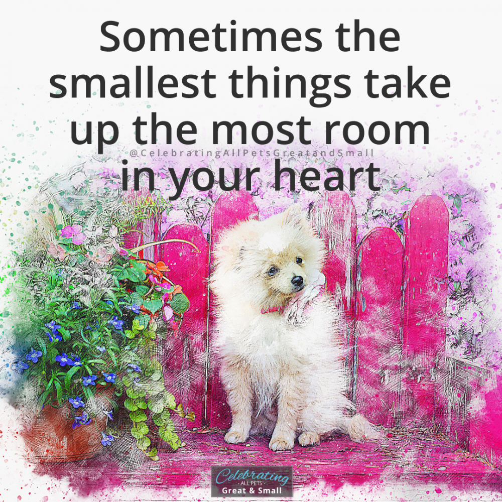 Memorial Pet Memes & Quotes – Silver Creek Glass & Jewelry